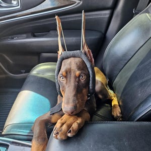 Doberman Ear Posting Brace - Etsy