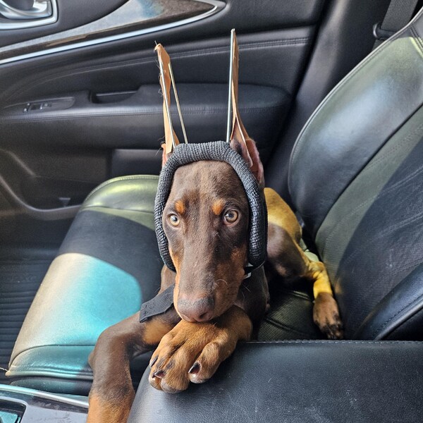 Doberman Ear Posting Brace - Etsy