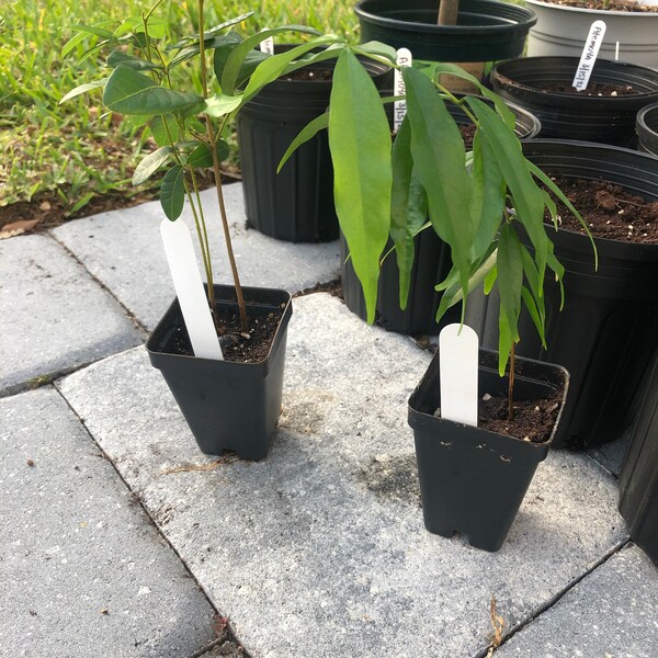 Longan Dimocarpus Dragon Eye Diamond River Seedling Plant Tropical ...