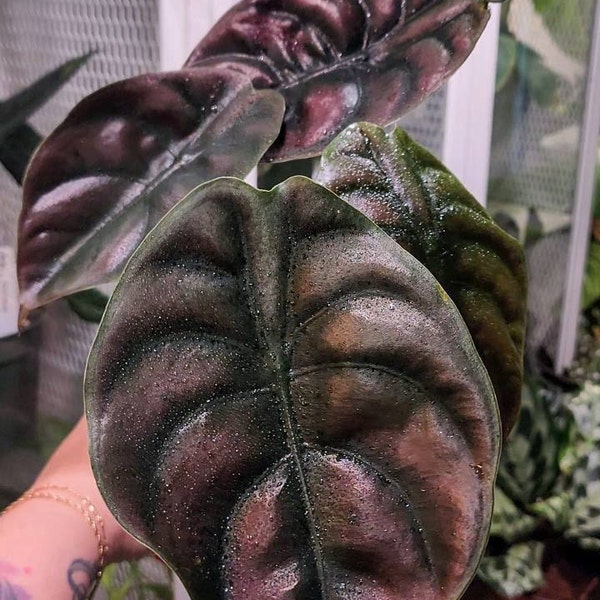 Alocasia Red Secret 'cuprea' : Indoor Plants - Easy Care Houseplant ...