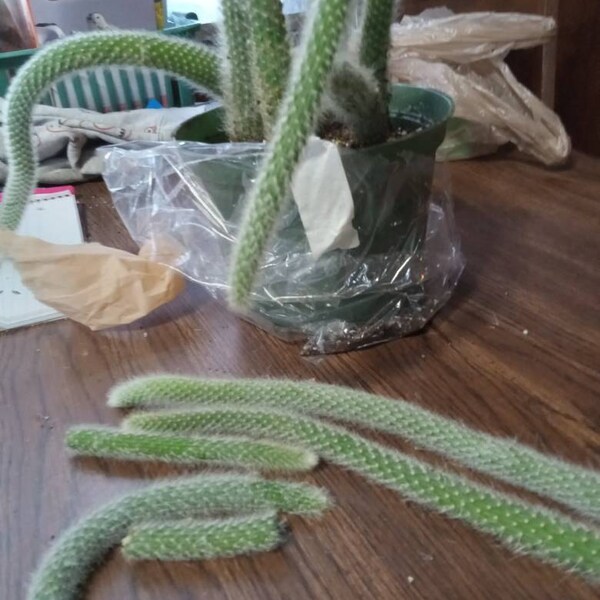 Fire Stick Cactus 6 Inch Sticks on Fire Cactus Tirucalli Live Cacti ...