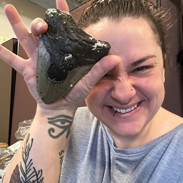 Megalodon Tooth 4.84 Inches. Real Fossil Megalodon Shark Tooth ...