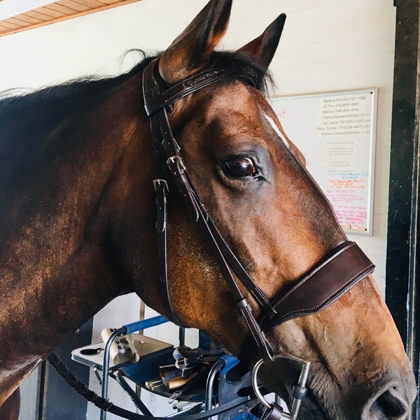 Anatomical Working Hunter Leather Bridle Cavesson Padded Cutaway ...