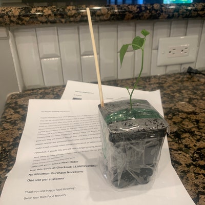 Fraxinus Pennsylvanica, Green Ash Tree Seedling - Etsy