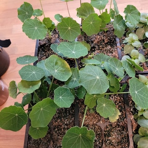 Zinnia Seeds Button Box Mix 250 FLOWER SEEDS Dwarf Zinnia - Etsy