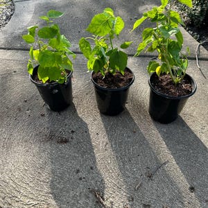 Viburnum Plicatum 'popcorn' Live Plant Perennial Shrub White Snowball ...