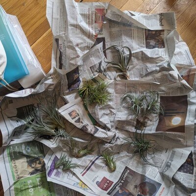 Neglecta Mini Air Plants Tillandsia, Air Plant, Indoor Plant, House ...