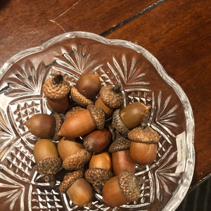 MIXED Real Acorns Natural Acorns Large Acorn Small Acorn | Etsy