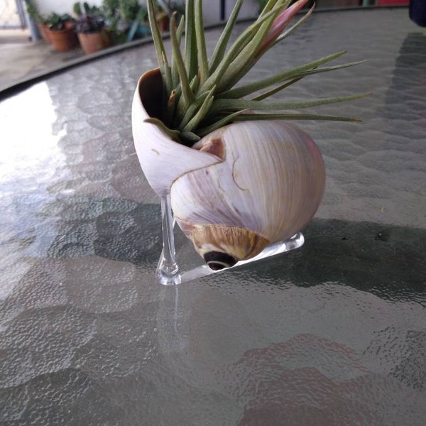 3 SPOTTED DARK PEACH Large Northern Moon Snail Shells, Colorful ...