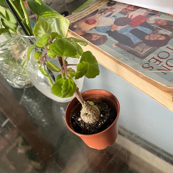 Bonsai Mint plectranthus Ernstii Caudex - Etsy