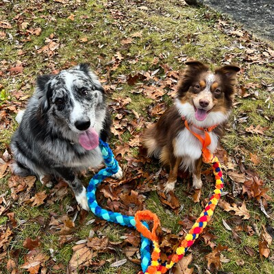 Bold and Bright Ring Lead With Tug Agility Lead-barn Hunt Lead Fyball ...