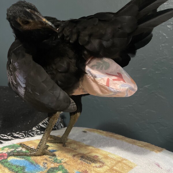 Chicken Harness Early Bird - Etsy