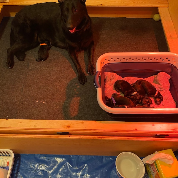 Whelping Box, Weaning Box, EXTRA LARGE, Dog/puppy Pen, Quickwhelp - Etsy