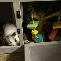 Tree Rabbit Toy - Etsy