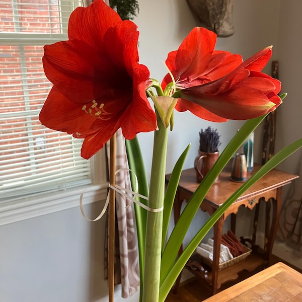 10 Ranunculus Asiaticus Tecolote 'merlot' Persian Buttercup Flower ...