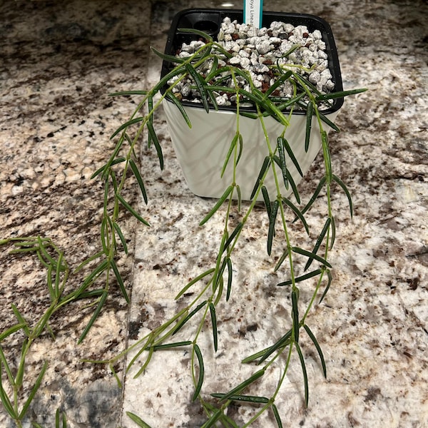 Fallopia Multiflora Variegated Reynoutria Multiflora High Variegation ...