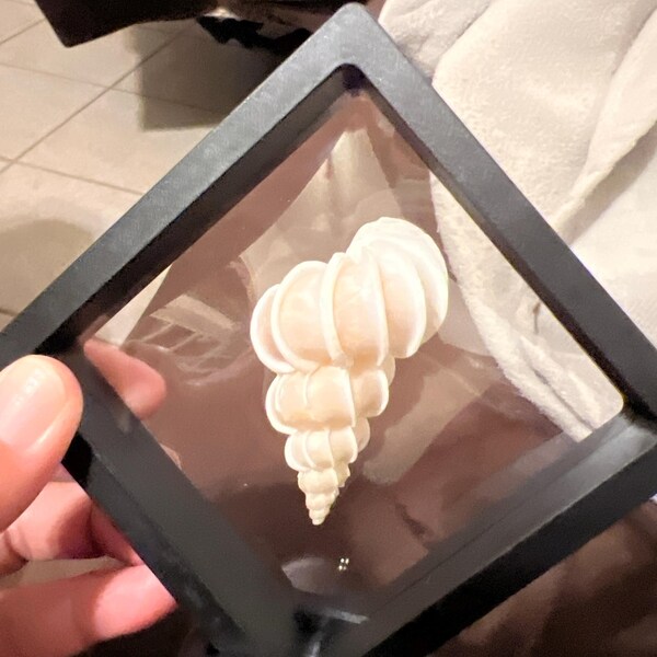 Starburst Carrier Shell (stellaria Solaris) for Coastal Home Decor ...