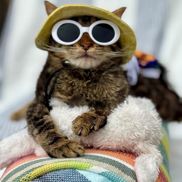 Pet Sunglasses: Small Dog & Cat Sun Shades, Costume Prop - Etsy