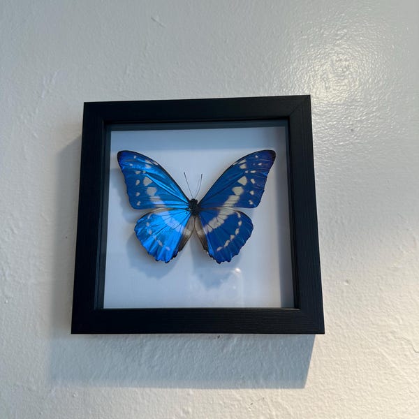 Real Framed Ghost Cicadas Blue White Cicada Collection Classic Black ...