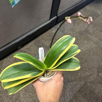 Awarded cotton Candy Phal. Cheng-de Beauty 'sakura' AM/AOS , Handsome Plant in 4 Pot With 25-28 ...