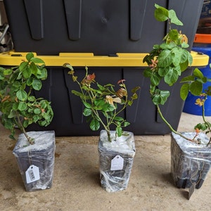 Masora マソラ 真宙 Japanese Rose Super Lovely Big Flowers Heat Resistance ...