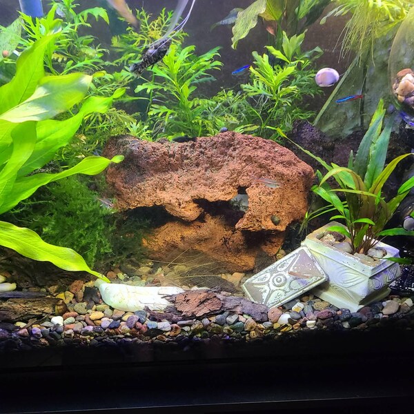 Badge Moss Plagiomnium Insigne Terrarium Glass Jar Vial Mini Forest ...