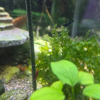 X2 Subwassertang Moss on Cholla Wood Shrimp Hideout & Betta Aquarium ...