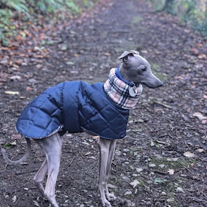 Italian Greyhound Quilted Waterproof Winter Coats,cirneco Dell'etna ...