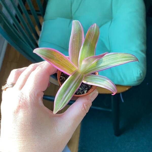 Rhoeo Discolor Tricolor (tradescantia Spathacea) - Etsy