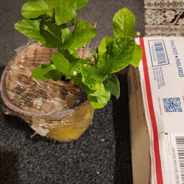 CALOTROPIS GIGANTEA Giant / Madar/ Milkweed Tree Plant Butterfly Garden ...