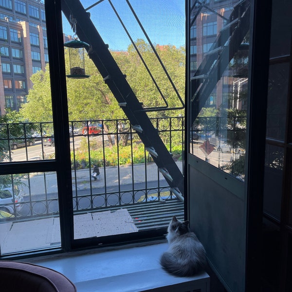 Custom Flat Cats Window Screens - Mesh Window Protection for Cats - Etsy