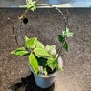 Set of 3, 12in U-shape Medium Trellis for Indoor House Plants, Hoyas ...