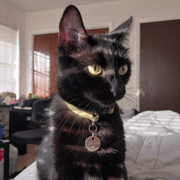 Cat Collar - "the Ringleader" - Cat Collar - Bright Pink Velvet - Etsy