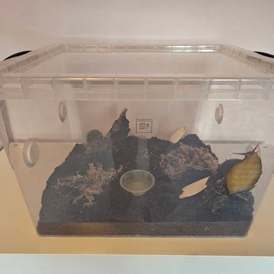 Land Snail Kit Ideal for Garden Snails - Etsy