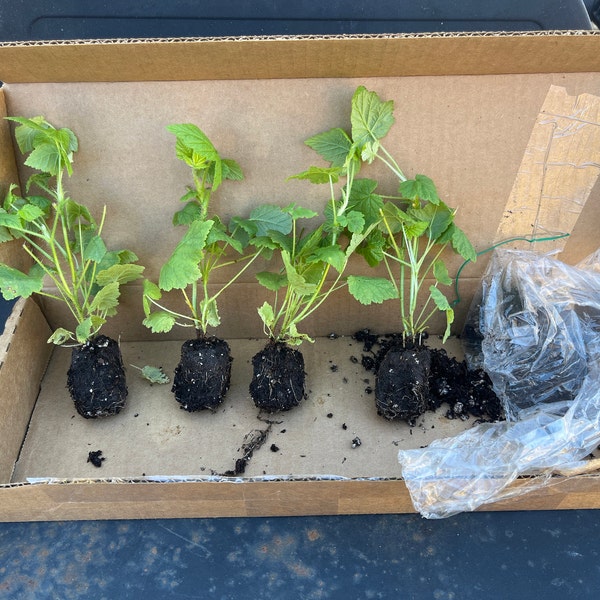 Fall Gold Raspberry Starter Plant Sweet Raspberries Yellow Berry Fruit ...