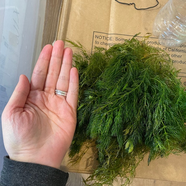 BUY 2 GET 1 FREE Hornwort-coontail (ceratophyllum Demersum)-easy Live ...