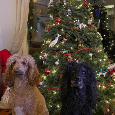 Poodle, Standard Poodle, Miniature, Dog Tree Topper, Decoration, Wreath ...