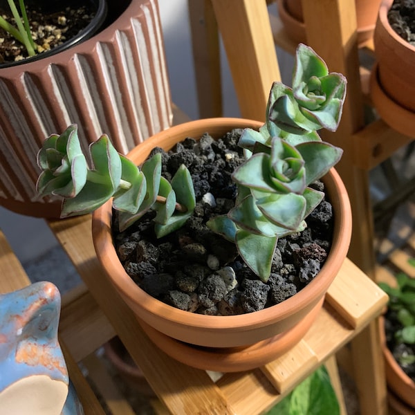 2” String of Buttons Succulent Plant 2” Pot - Etsy