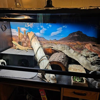 Terrarium Background / Beautiful Blue Sky With Cactus and Mountains - Etsy