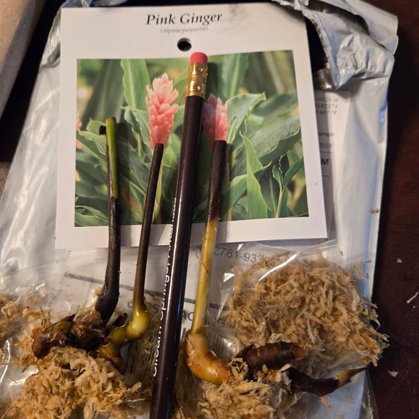 Pink Hawaiian Ginger Root – Alpinia Purpurata, 1 Pk - Etsy