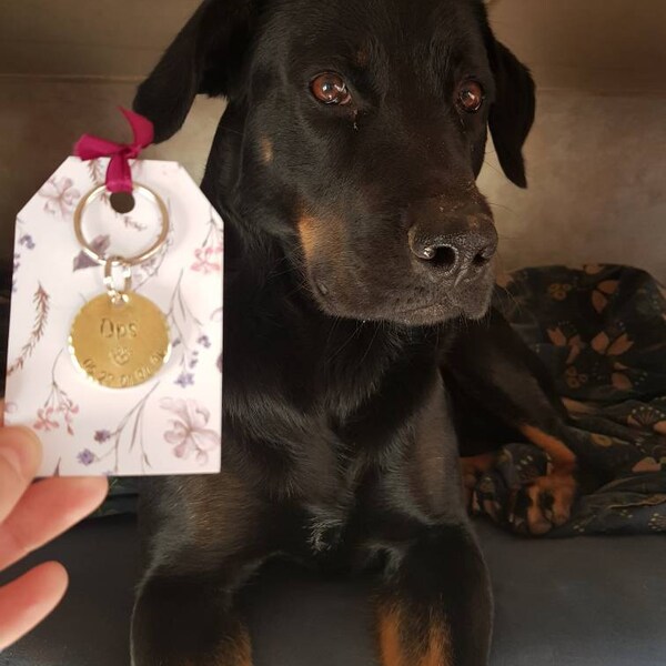 Custom Brass Dog Identity Disc - Brass ID Pet Tag - Etsy