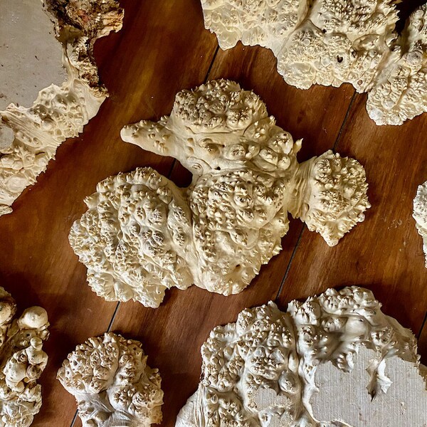 Maple Burl Wood. Big Leaf Maple Burl Resin Slab. Live Edge Wood. Burl ...