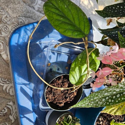Hoya Kalimantan UT-158 in 4.5pots Rare Hoya Wax Plant Veined Attractive ...