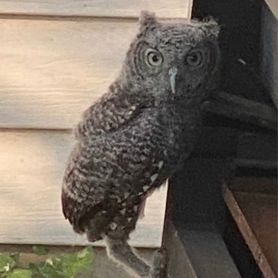 Barred Owl or Great Horned Owl Nesting Box - Etsy