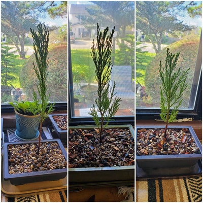 3 Giant Sequoia Trees California Redwood Potted 812 Tall Seedlings Free ...