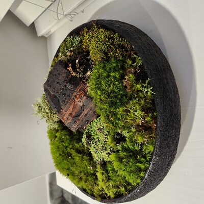 Spoon Leaved Moss Bryoandersonia Illecebra Live Terrarium Moss - Etsy