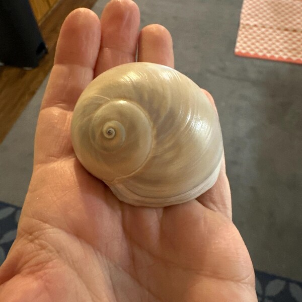 Spiny Jewel Box Sea Shells Hinged (2 Pieces) Sea Shells, Florida Seashells, SWFL Shells, Gulf ...