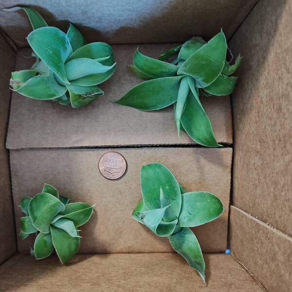 Rebutia Sanguinea Cactus Plant, Fully Rooted, Clumping Cactus, Small ...