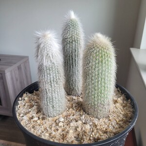 Silver Torch Cactus Cleistocactus Strausii Remarkable Premium Cactus - Etsy