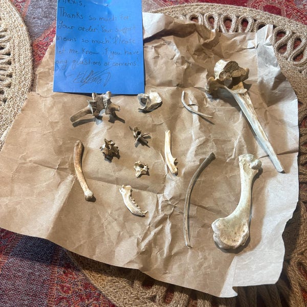 Small Bone Mystery Box - Etsy
